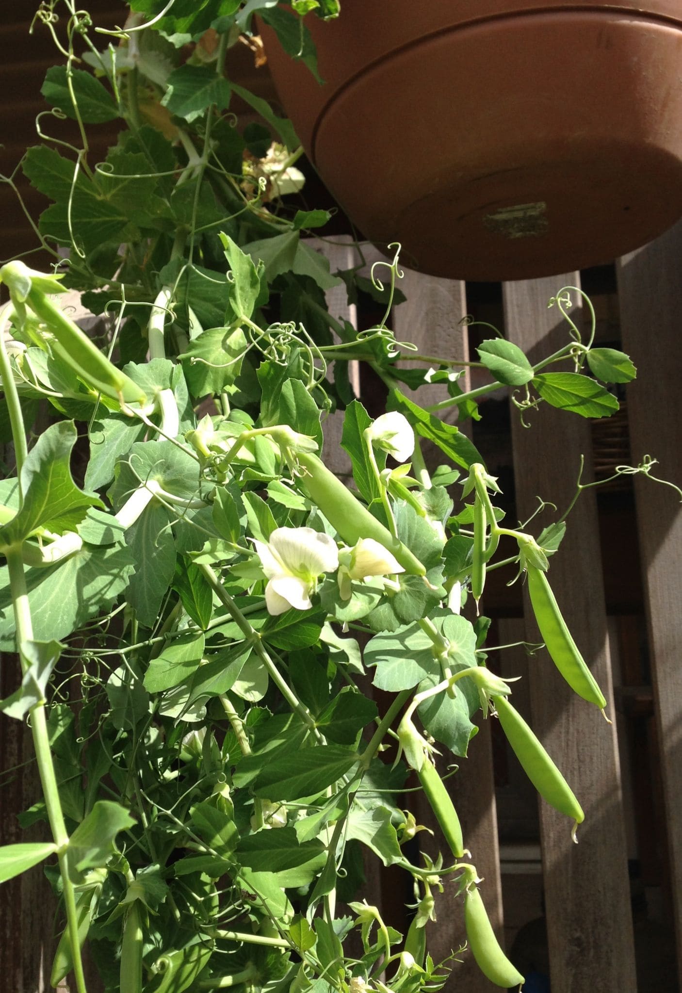 How to grow the most beautiful and delicious fruits and vegetables in ...