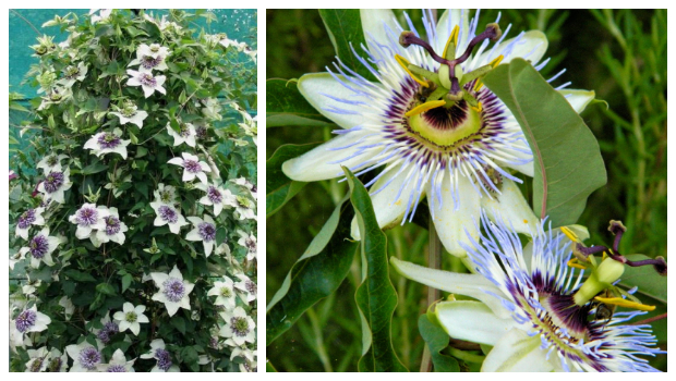 Passiflora: The flower - fruit of ... passion in your pot and garden ...