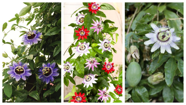 Passiflora: The flower - fruit of ... passion in your pot and garden ...