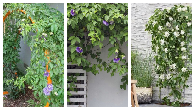 Passiflora: The flower - fruit of ... passion in your pot and garden ...