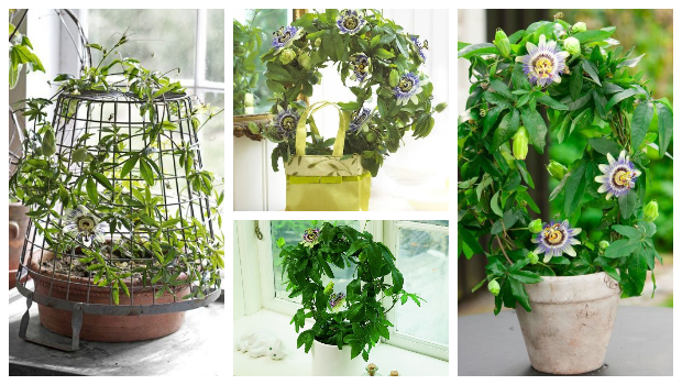 Passiflora: The flower - fruit of ... passion in your pot and garden ...