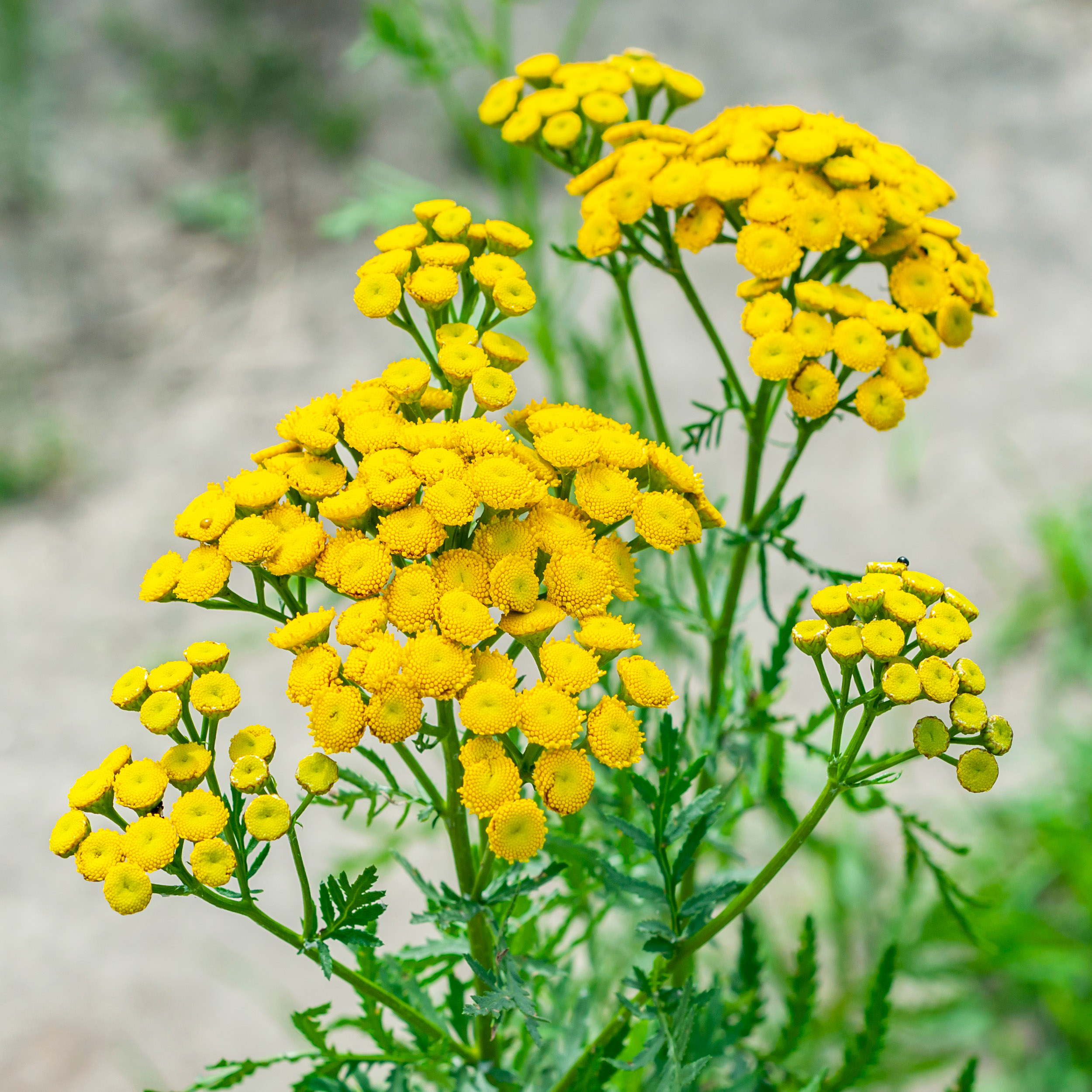 Tansy, a true natural insecticide in your garden | My desired home