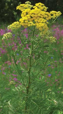 Tansy, a true natural insecticide in your garden | My desired home