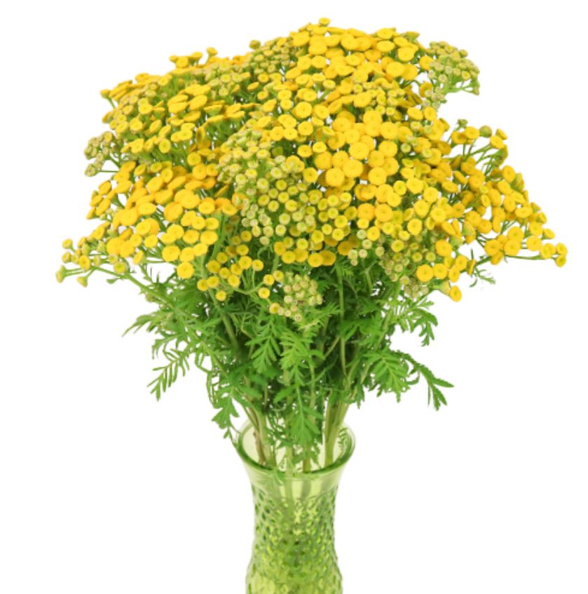 Tansy, a true natural insecticide in your garden | My desired home