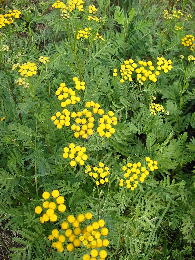 Tansy, a true natural insecticide in your garden | My desired home