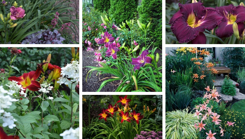 Beautiful and undemanding garden design ideas with daylilies | My ...