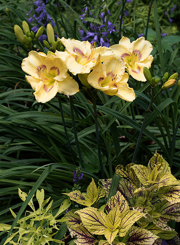 Beautiful and undemanding garden design ideas with daylilies | My ...