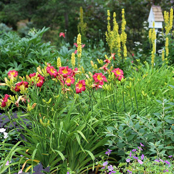 Beautiful and undemanding garden design ideas with daylilies | My ...