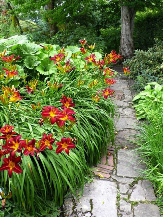 Beautiful and undemanding garden design ideas with daylilies | My ...