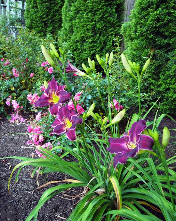 Beautiful and undemanding garden design ideas with daylilies | My ...