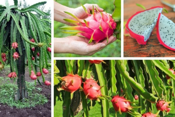 Peony: a mansion flower in your garden | My desired home