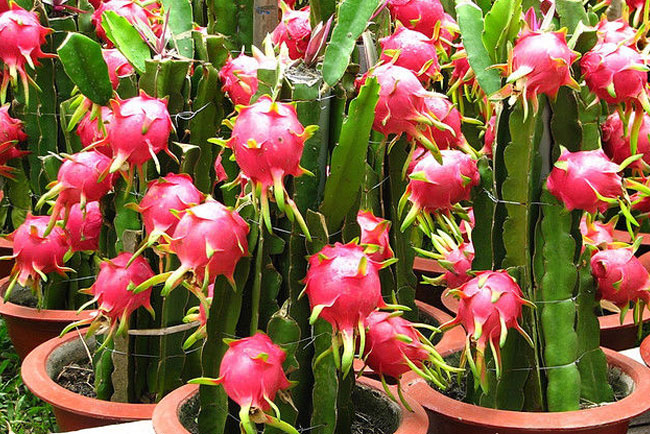 Pitaya cultivation, the fruit of the dragon in your garden | My desired ...