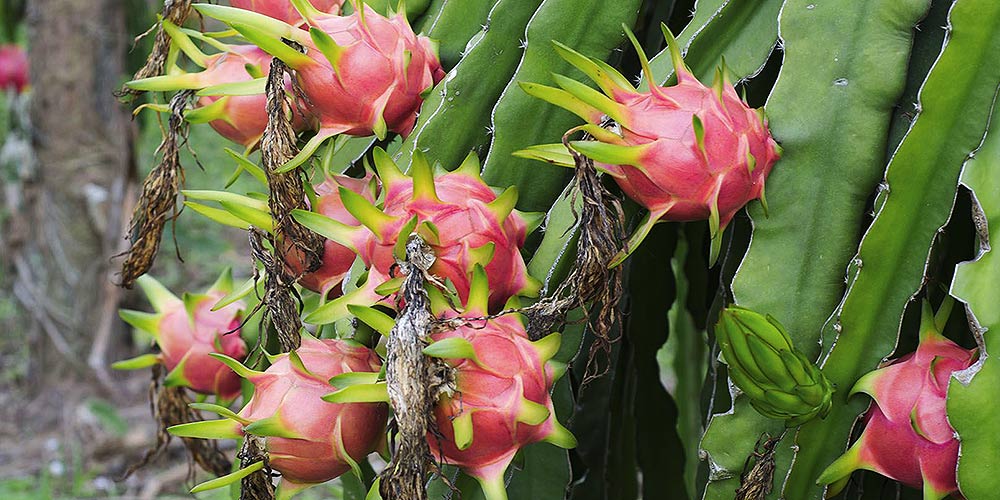 Pitaya cultivation, the fruit of the dragon in your garden | My desired ...