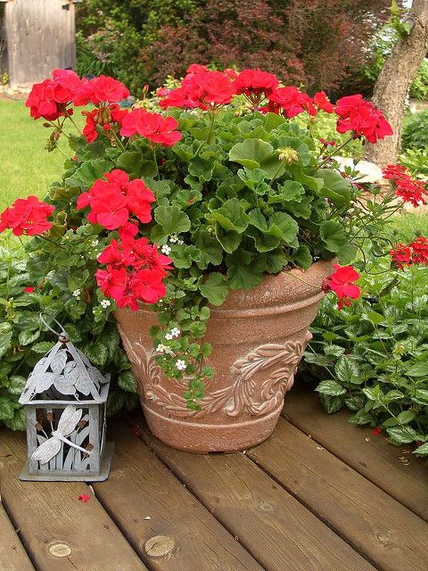 Red flowers, a real oasis of passion and color in your backyard | My ...