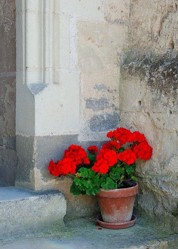 Red flowers, a real oasis of passion and color in your backyard | My ...
