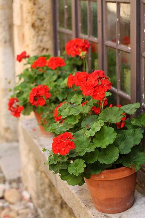Red flowers, a real oasis of passion and color in your backyard | My ...