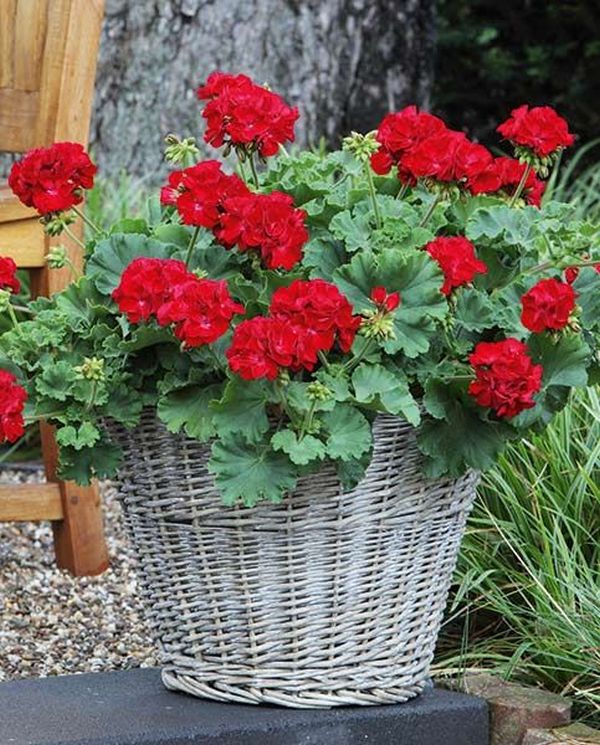 Red flowers, a real oasis of passion and color in your backyard | My ...
