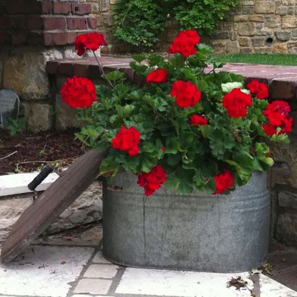 Red flowers, a real oasis of passion and color in your backyard | My ...
