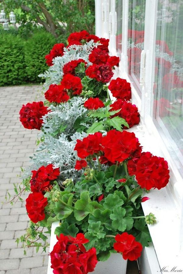 Red flowers, a real oasis of passion and color in your backyard | My ...