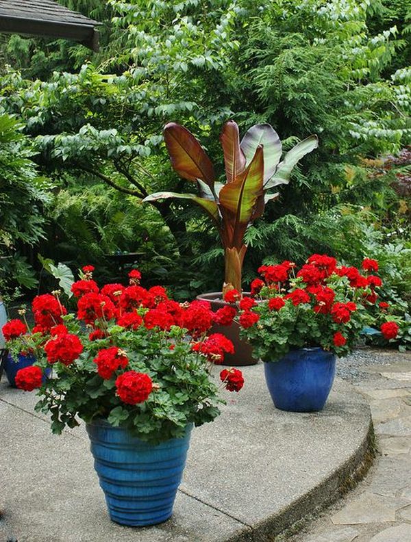 Red flowers, a real oasis of passion and color in your backyard | My ...