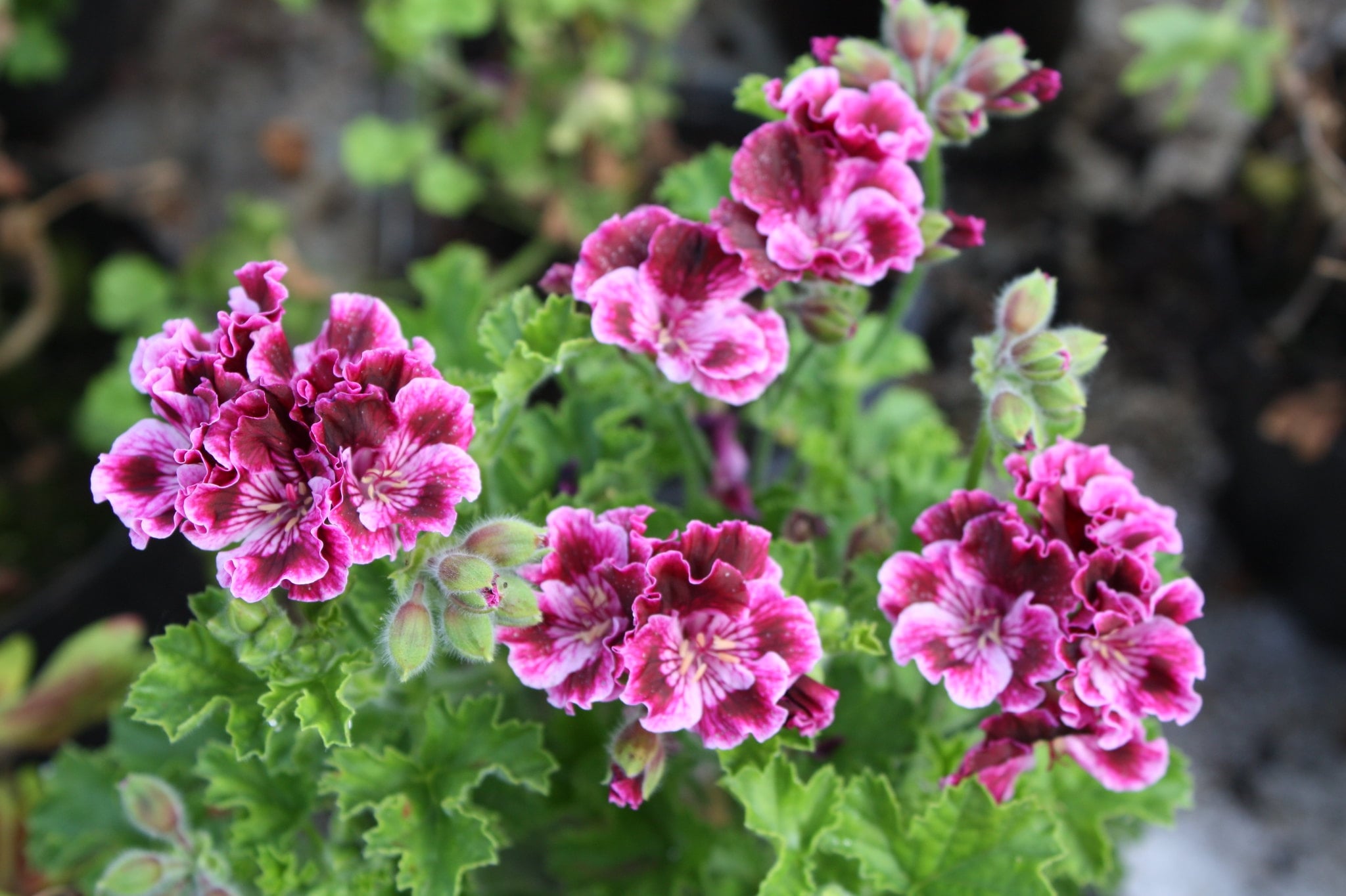 Royal Geranium Or Pelargonium An Aristocrat In Lush Outfits In Your
