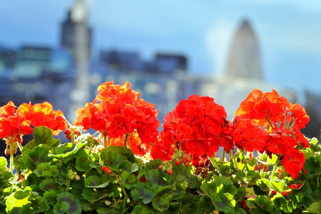 Royal geranium or pelargonium - an aristocrat in lush outfits in your ...