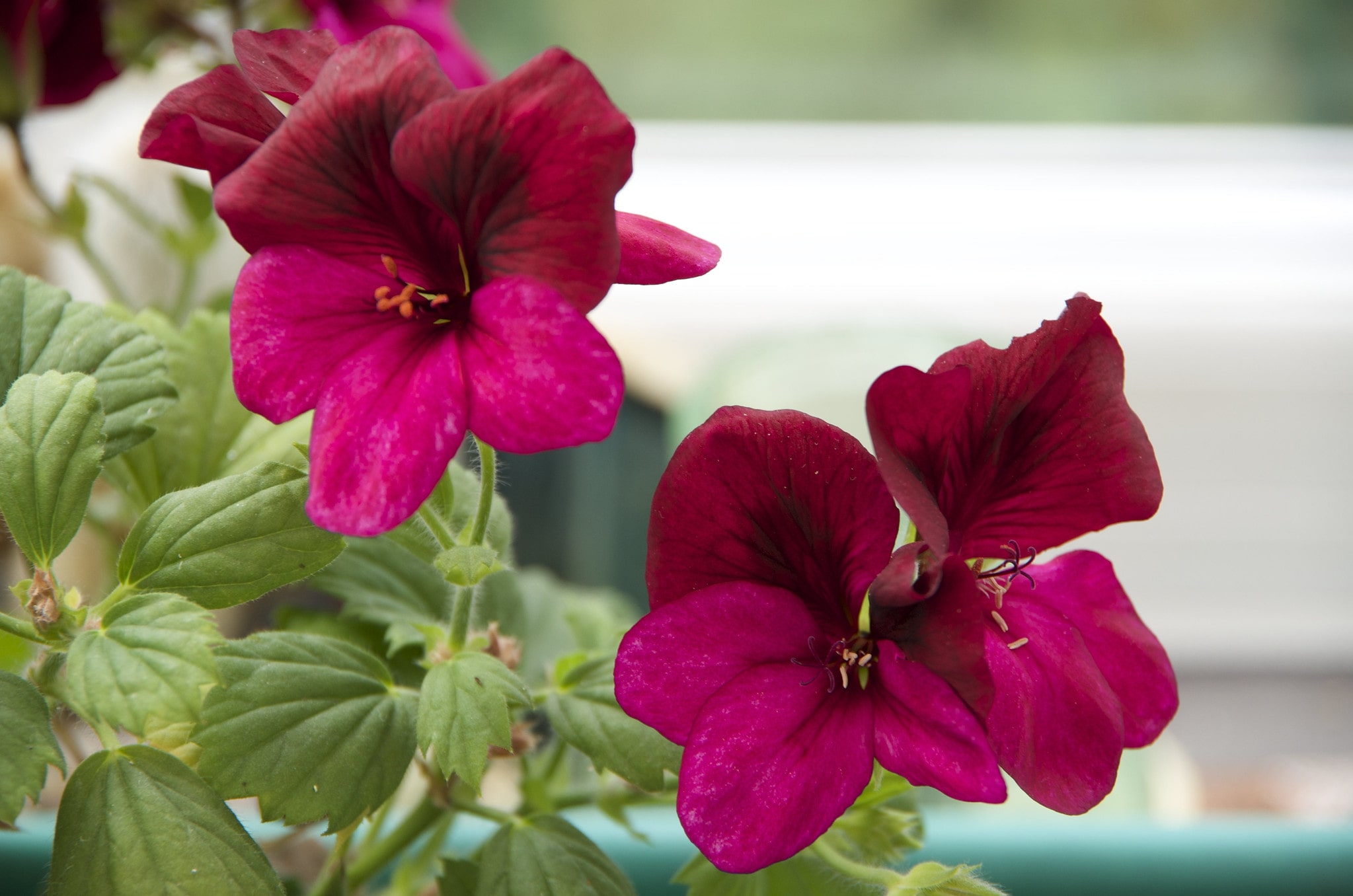 Royal geranium or pelargonium - an aristocrat in lush outfits in your ...