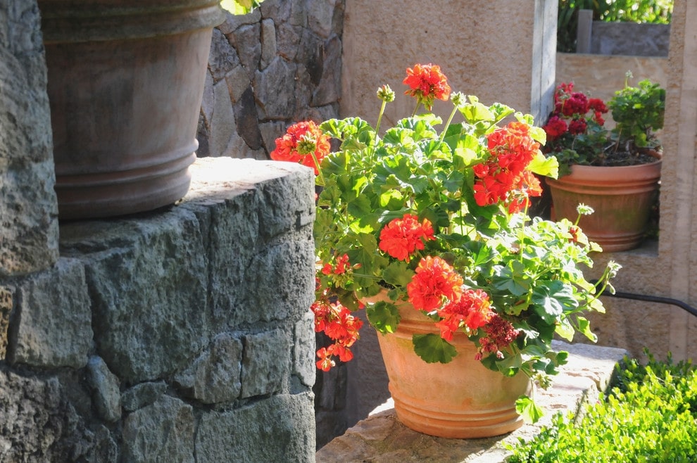 Royal geranium or pelargonium - an aristocrat in lush outfits in your ...