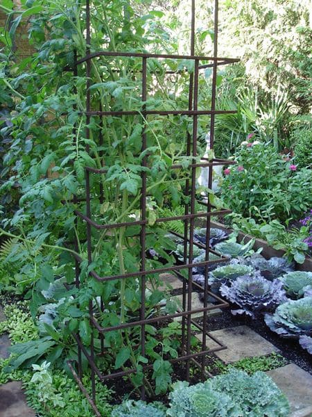 34 Best tomato support ideas for better yield | My desired home