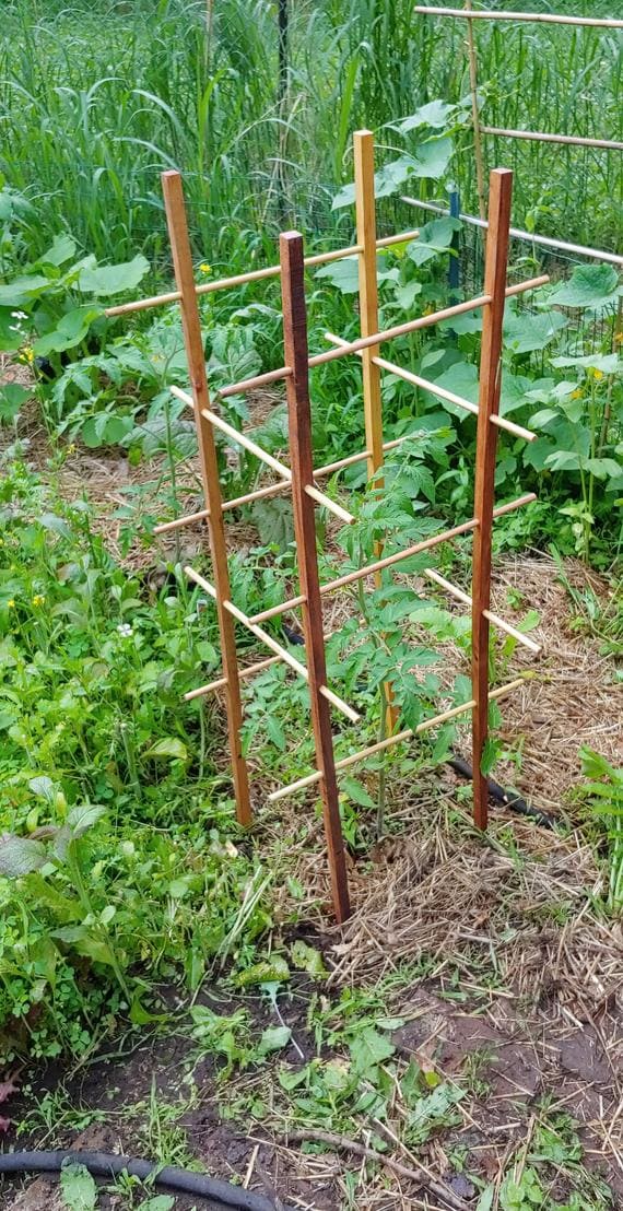 34 Best tomato support ideas for better yield | My desired home