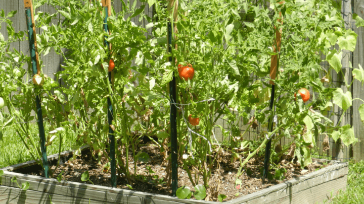 34 Best tomato support ideas for better yield | My desired home
