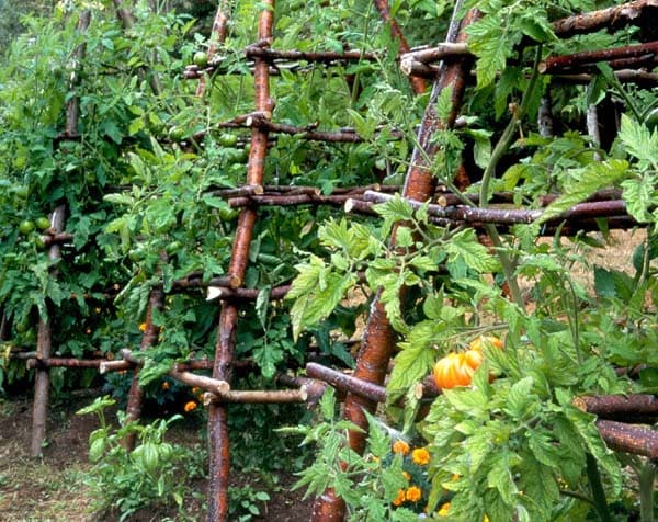 34 Best tomato support ideas for better yield | My desired home