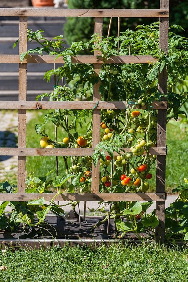 34 Best tomato support ideas for better yield | My desired home