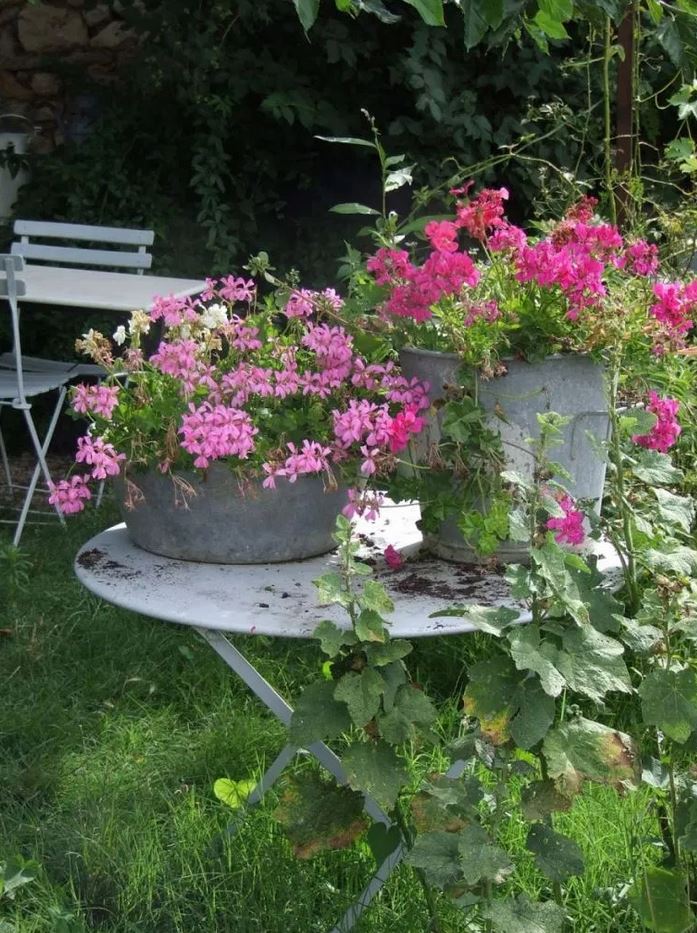 Country flowers - 40 decoration ideas - types and species for the most ...