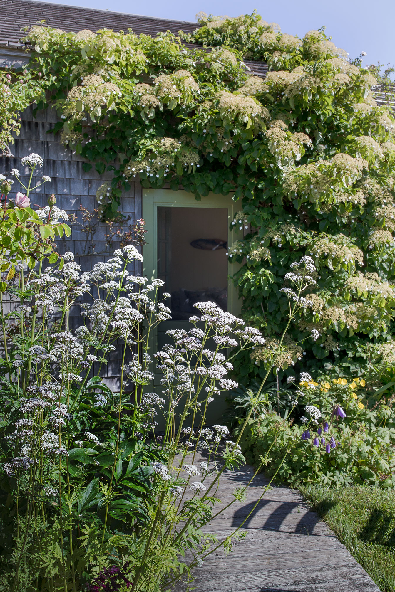 Country flowers - 40 decoration ideas - types and species for the most ...