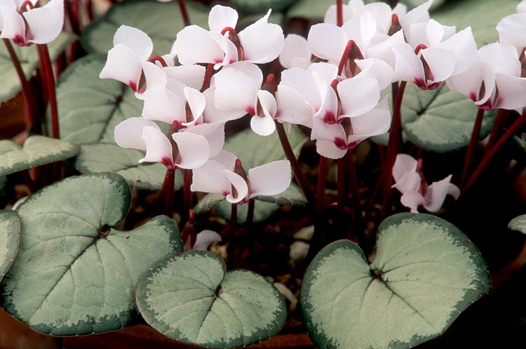 Cyclamen care information and tips for your pot and garden | My desired ...