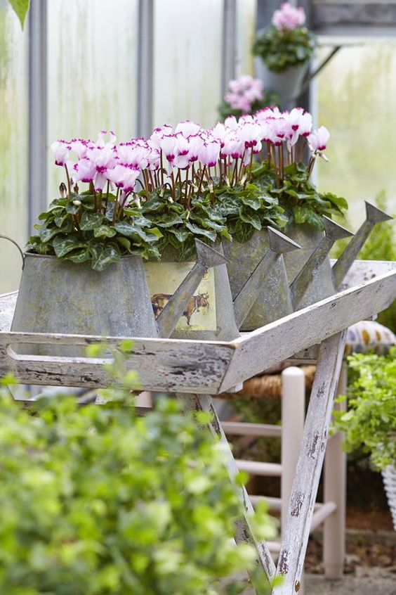 Cyclamen care information and tips for your pot and garden | My desired ...