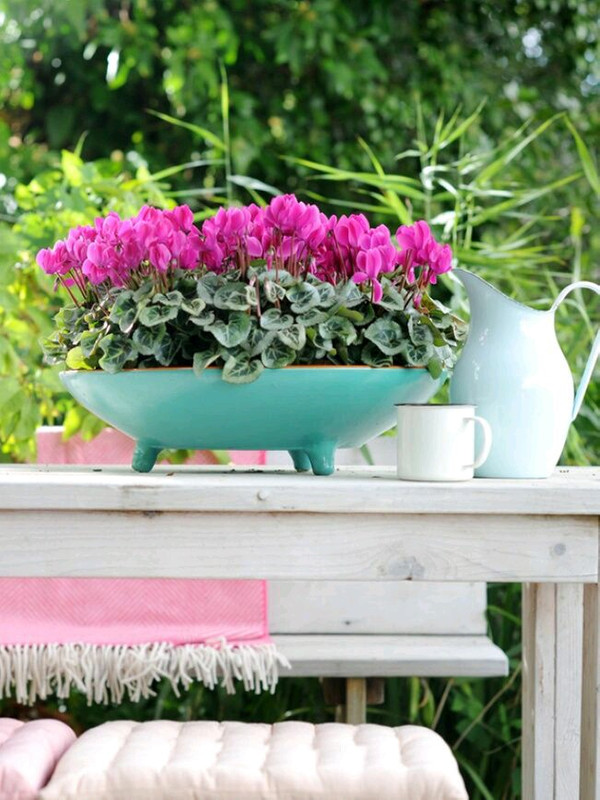 Cyclamen care information and tips for your pot and garden | My desired ...