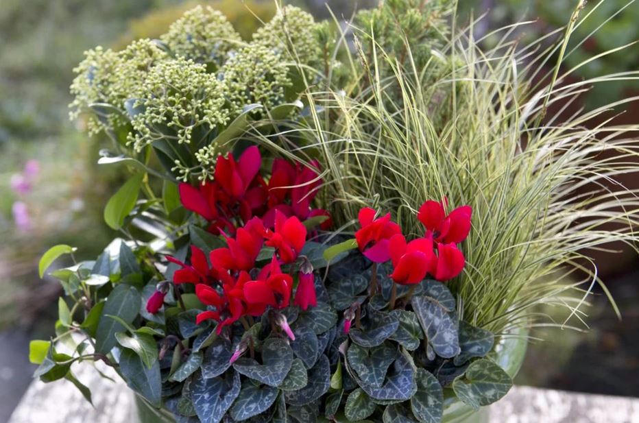 Cyclamen care information and tips for your pot and garden | My desired ...