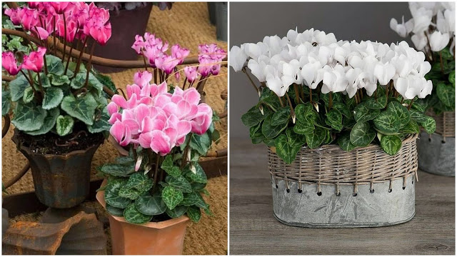 Cyclamen care information and tips for your pot and garden | My desired ...