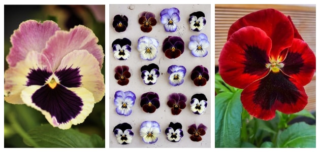 Gardening: Pansies an amazing colorful flower for your pot and garden ...