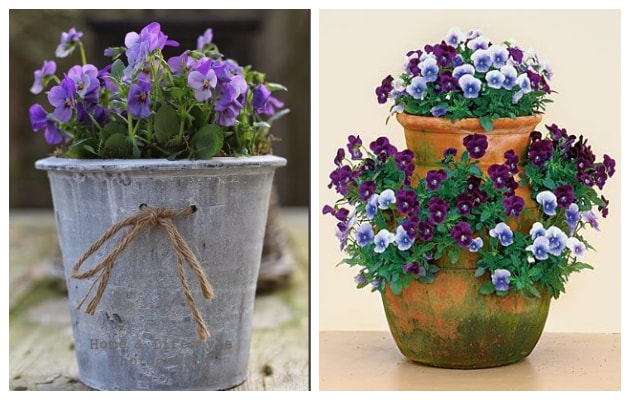 Gardening: Pansies an amazing colorful flower for your pot and garden ...