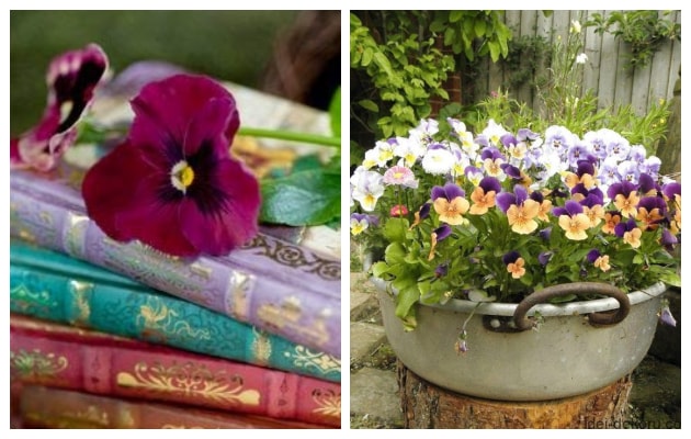 Gardening: Pansies an amazing colorful flower for your pot and garden ...