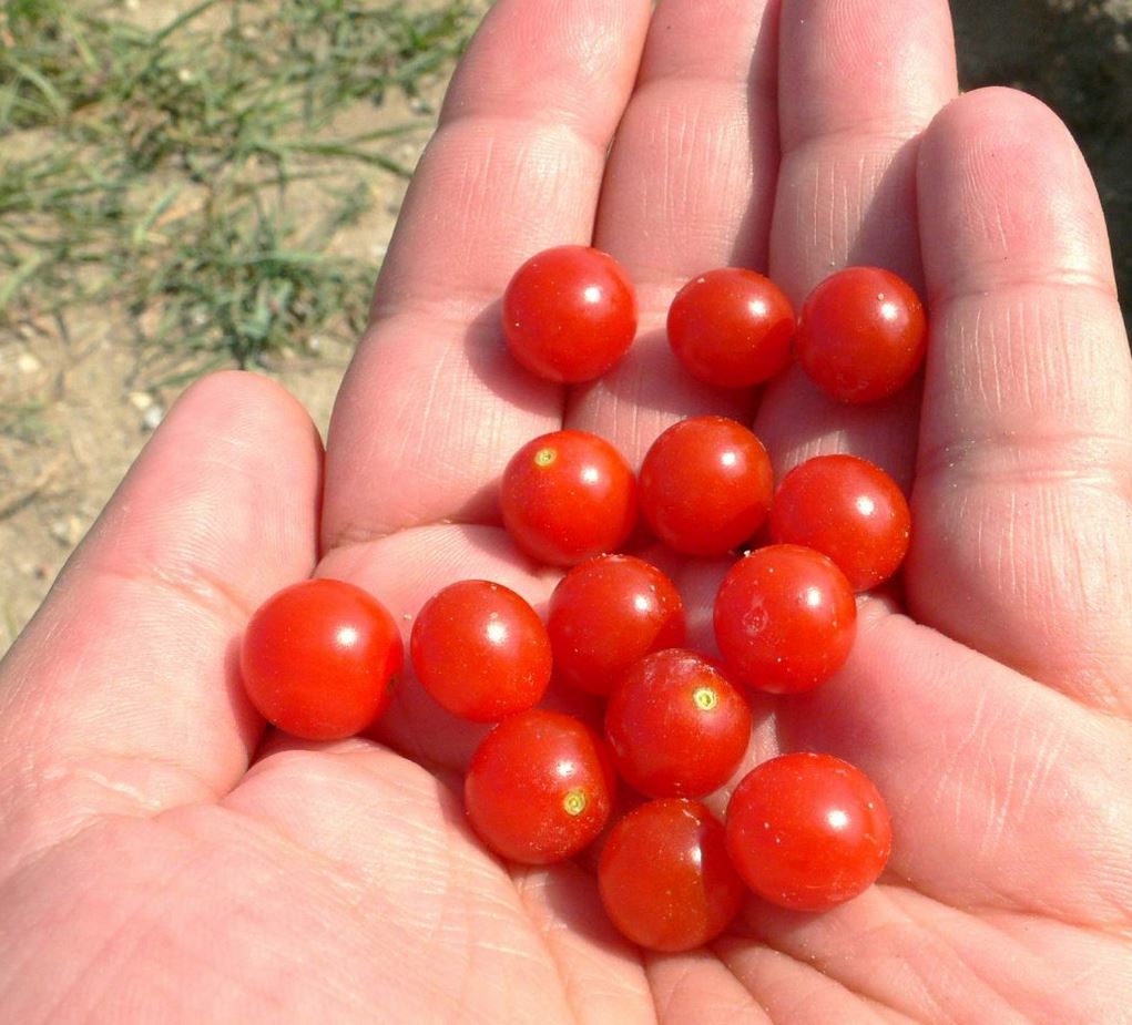 Sweet Pea - The tiniest tomatoes you've ever seen in your pot or garden ...