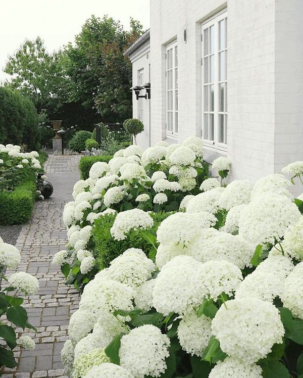 Home and garden decor with white flowers - The meaning of color and ...