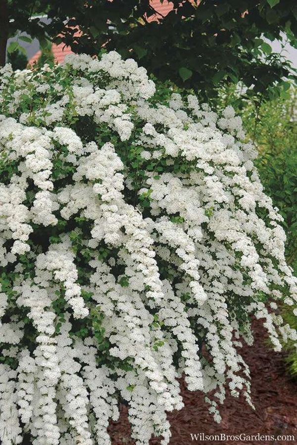 Home and garden decor with white flowers - The meaning of color and ...