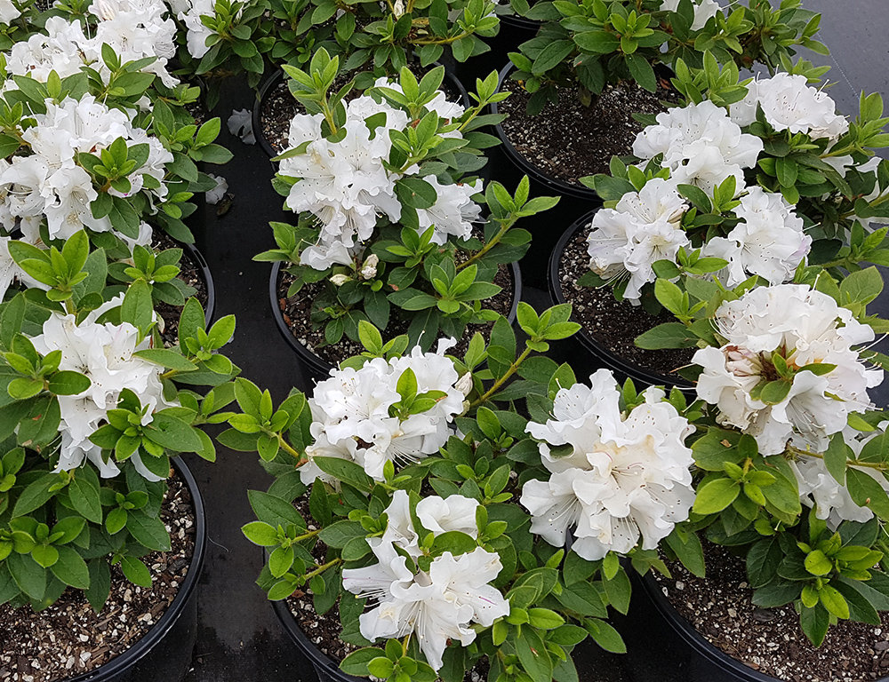 Autumn lily, a decorative flower with large, conquering leaves to ...