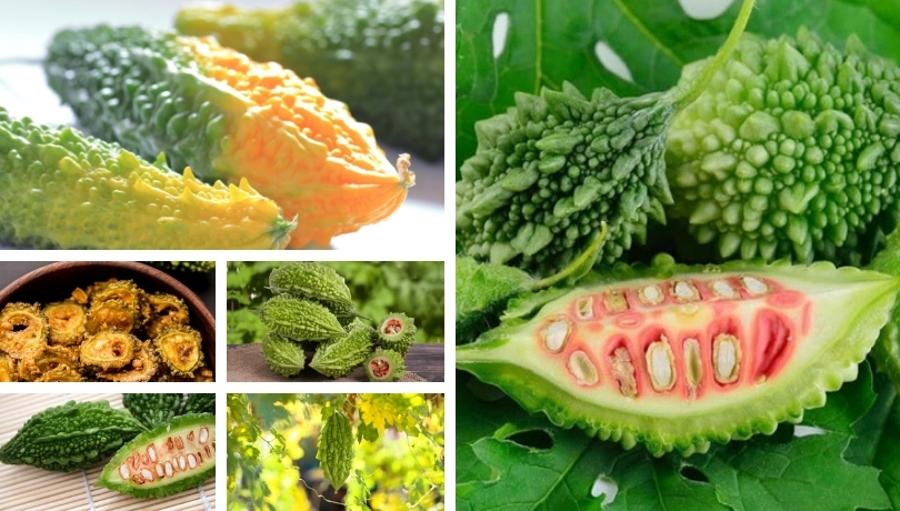 Bitter cucumber - the exotic superfood with health-promoting effects in ...