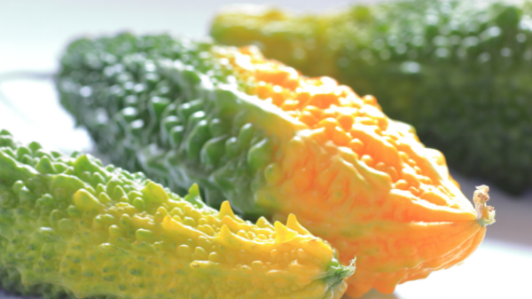 Bitter cucumber - the exotic superfood with health-promoting effects in ...