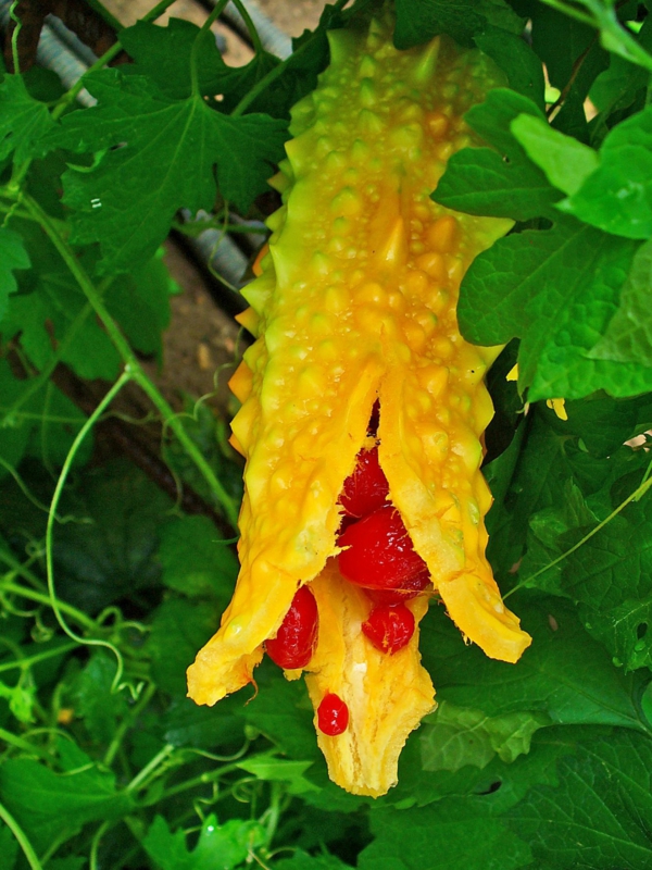 Bitter cucumber - the exotic superfood with health-promoting effects in ...